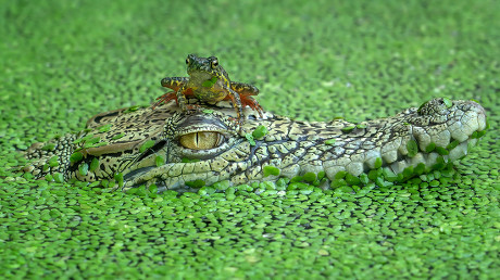 250 Crocodile's Stock Pictures, Editorial Images and Stock Photos ...