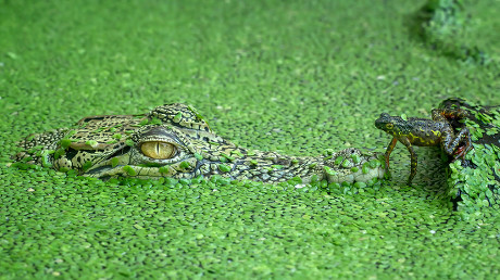 Toad Climbing On Head Crocodile Editorial Stock Photo - Stock Image ...