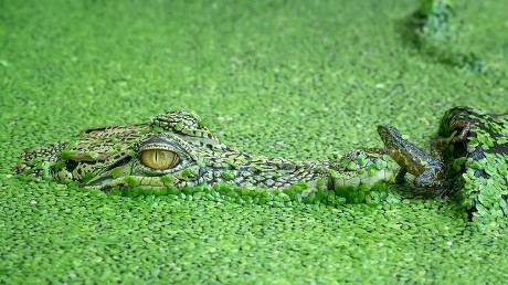250 Crocodile's Stock Pictures, Editorial Images and Stock Photos ...