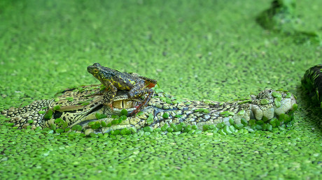 250 Crocodile's Stock Pictures, Editorial Images and Stock Photos ...