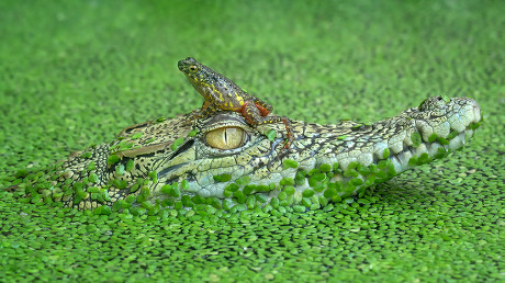 250 Crocodile's Stock Pictures, Editorial Images and Stock Photos ...