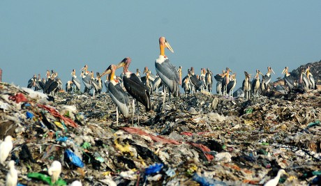 Flock Adjutants Storks Sit On Garbage Editorial Stock Photo - Stock ...