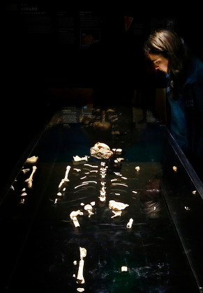 Real Skeleton Australopithecus Sediba Named Karabo Editorial Stock ...