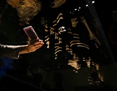 fotos de Real Skeleton Australopithecus Sediba Named Karabo - Foto de ...