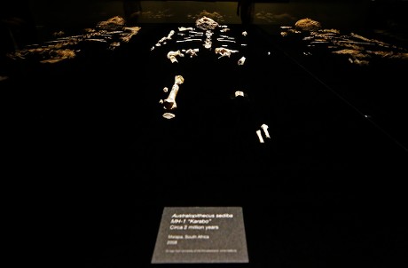 Real Skeleton Australopithecus Sediba Named Karabo Editorial Stock ...