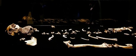 Real Skeleton Australopithecus Sediba Named Karabo Editorial Stock ...