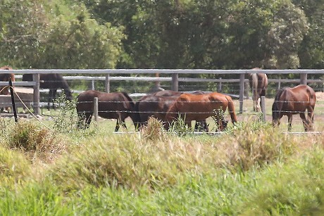 Horses Meramist Abattoir Caboolture North Brisbane Editorial Stock ...
