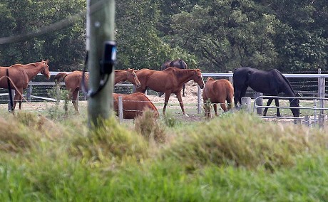 3 Meramist abattoir Stock Pictures, Editorial Images and Stock Photos ...
