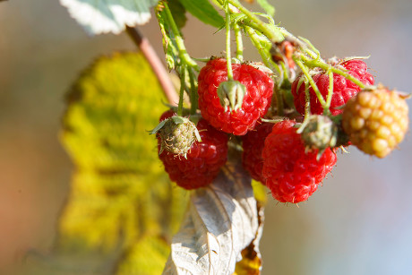 Raspberry Ripens On Vine Due Warm Editorial Stock Photo - Stock Image ...