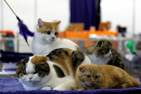 Scottish Fold Cat Presented During International Editorial Stock Photo ...