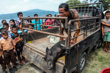 Indonesian Man Unloads Pig Pickup Truck Editorial Stock Photo - Stock ...