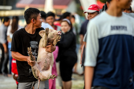 Indonesian Participant Carries Pig During Lake Editorial Stock Photo ...