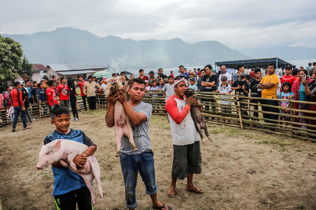 Winners Pig Catching Competition Carry Their Editorial Stock Photo ...