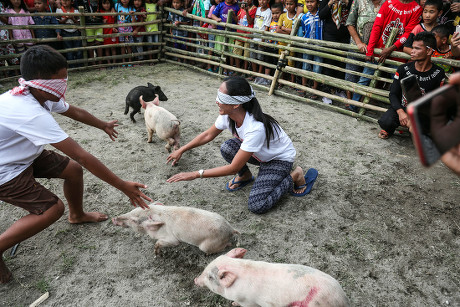 Indonesian Residents Participate Pig Catching Competition Editorial ...