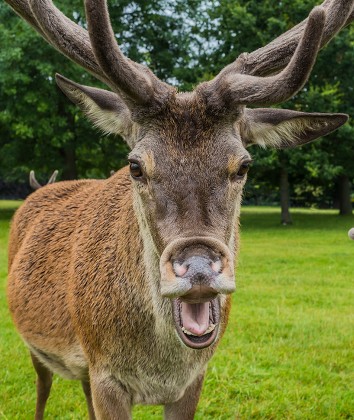 __COUNT__ Deer appear to be laughing, Wollaton Park, Nottinghamshire ...