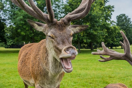 __COUNT__ Deer appear to be laughing, Wollaton Park, Nottinghamshire ...