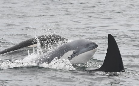 Grey Killer Whale Stands Out Others Editorial Stock Photo - Stock Image ...