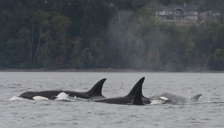 Grey Killer Whale Stands Out Others Editorial Stock Photo - Stock Image ...