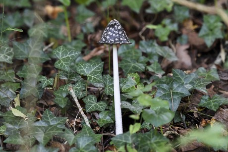 Magpie Inkcap Mushroom Coprinopsis Picacea Seen Editorial Stock Photo ...