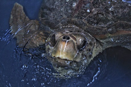 Sea Turtle Swims Part Six Turtles Editorial Stock Photo - Stock Image ...