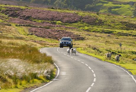 Sheep Block Road By Standing Way Editorial Stock Photo - Stock Image ...