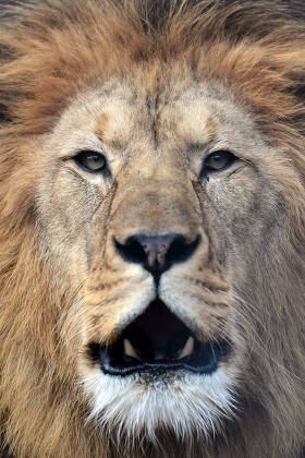 Barbary Lion Male Called Bart Editorial Stock Photo - Stock Image ...
