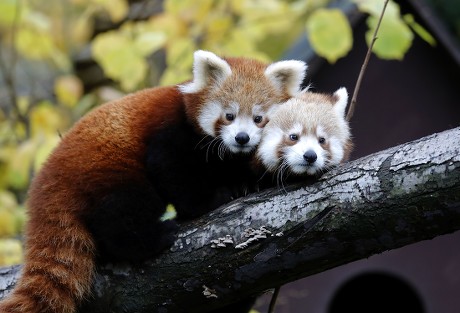 Two Red Panda Babies Sit On Editorial Stock Photo - Stock Image ...