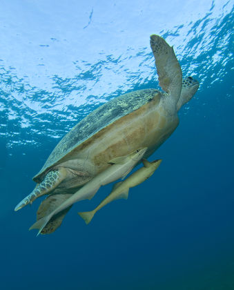 Green Turtle Chelonia Midas On Way Editorial Stock Photo - Stock Image ...