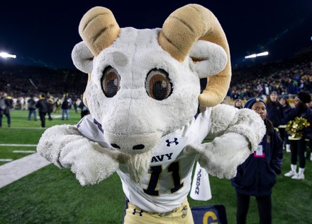 250 Navy mascot Stock Pictures, Editorial Images and Stock Photos ...
