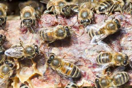 Beehive Cockermouth Cumbria Uk That Has Editorial Stock Photo - Stock ...
