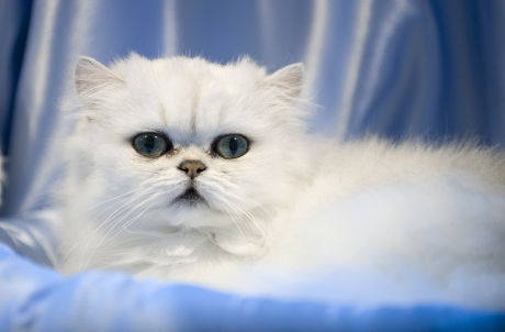 Supreme Cat Show Birmingham Nec Persian Editorial Stock Photo - Stock ...