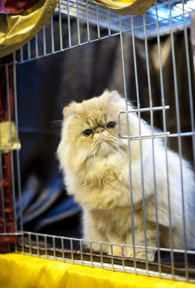 Supreme Cat Show Birmingham Nec Heathrose Editorial Stock Photo - Stock ...