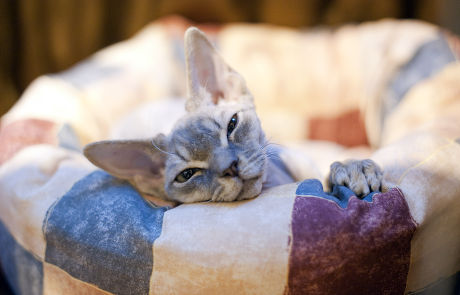 Supreme Cat Show Birmingham Nec Alvin Editorial Stock Photo - Stock ...