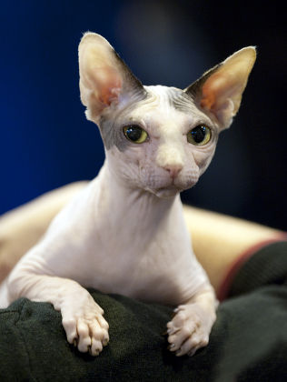 Supreme Cat Show Birmingham Nec Chichi Editorial Stock Photo - Stock ...