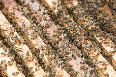 Beehive Cockermouth Cumbria Uk That Has Editorial Stock Photo - Stock ...