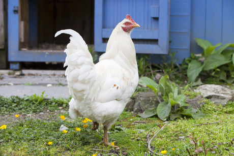 32 Chicken coup Stock Pictures, Editorial Images and Stock Photos ...
