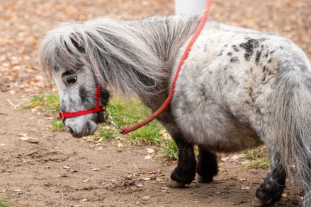 Miniature Appaloosa Horse Bombel During Presentation Editorial Stock ...