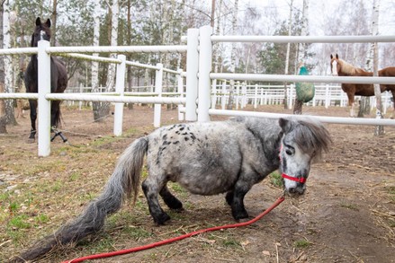 Miniature Appaloosa Horse Bombel During Presentation Editorial Stock ...