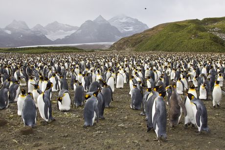 King Penguin Aptenodytes Patagonicus Breeding Nesting Editorial Stock ...
