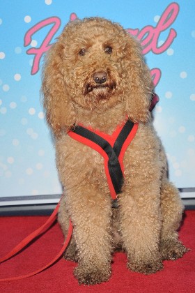 Waffle Wonder Dog Editorial Stock Photo - Stock Image | Shutterstock