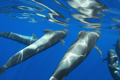 59 Macrorhynchus Stock Pictures, Editorial Images and Stock Photos ...