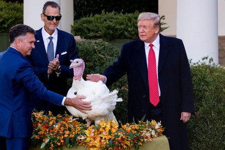 National Thanksgiving Turkey Presentation at the White House ...