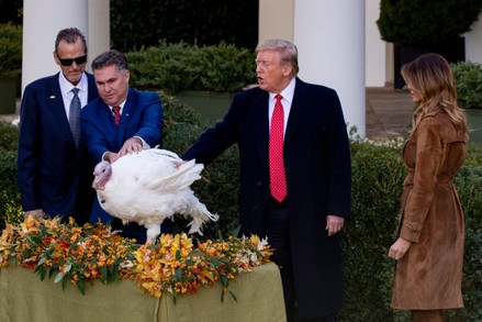 National Thanksgiving Turkey Presentation at the White House ...