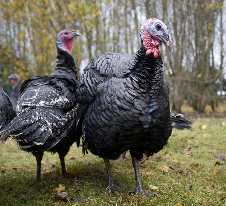 __COUNT__ Free range Norfolk Bronze turkeys ready for Christmas tables ...