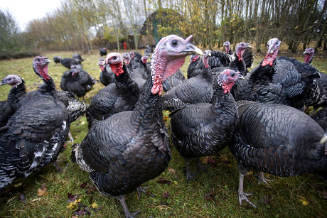 __COUNT__ Free range Norfolk Bronze turkeys ready for Christmas tables ...