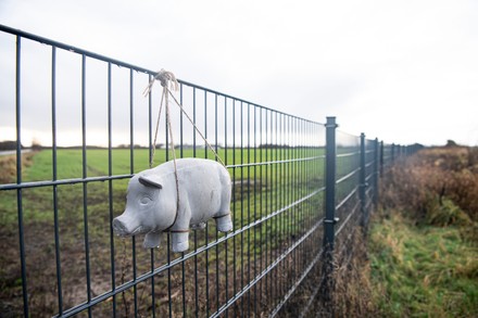 Toy Pig Placed On Wild Boar Editorial Stock Photo - Stock Image ...