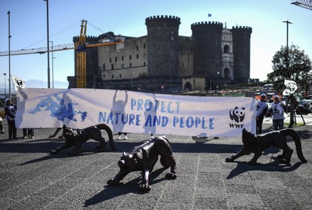 __COUNT__ WWF activists protest, Naples, Italy - 04 Dec 2019 Stock ...