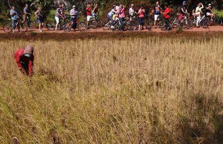 Cambodian Farmer Harvests Rice Paddy Siem Editorial Stock Photo - Stock ...