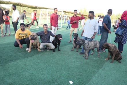 Dog Owners Pose Their Dogs During Editorial Stock Photo - Stock Image ...