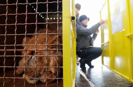 11 Lions service organization Stock Pictures, Editorial Images and ...